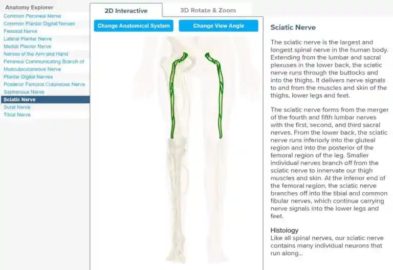 Nervous System Lesson Plan – A Complete 5E Method Science Unit